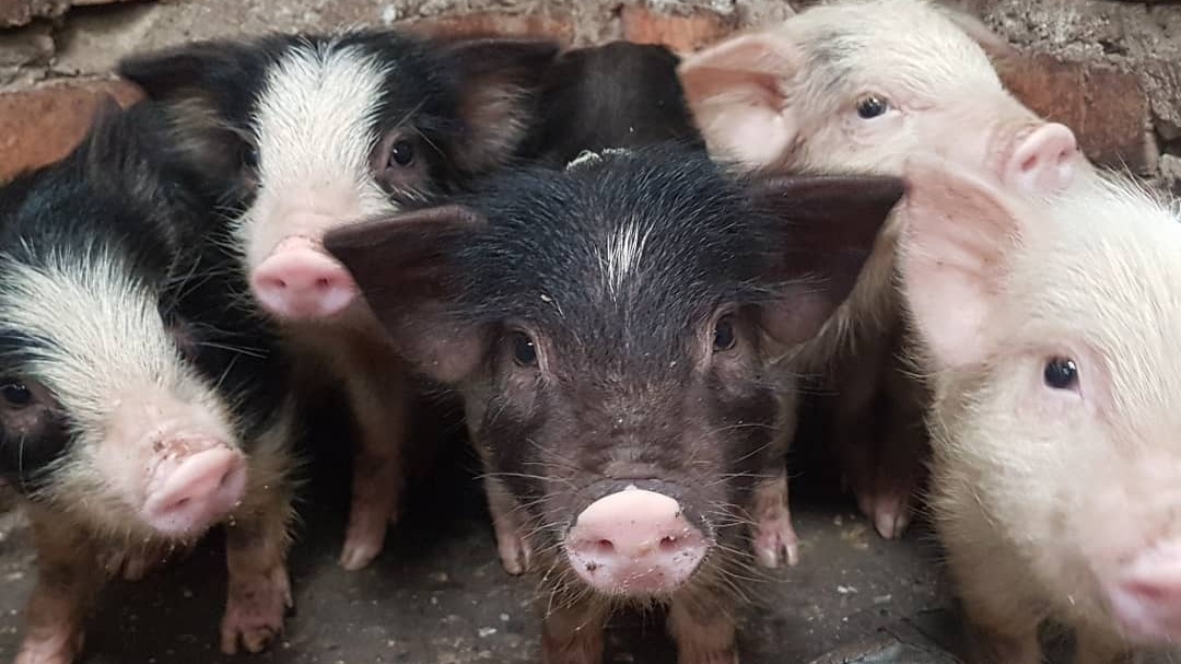 Team World raising money for Save Indonesia's First & Only Farmed ...