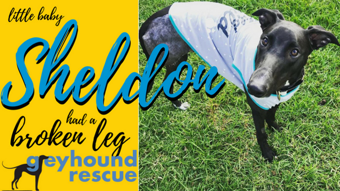 Sheldon the puppy had a broken leg | Chuffed | Non-profit charity and ...