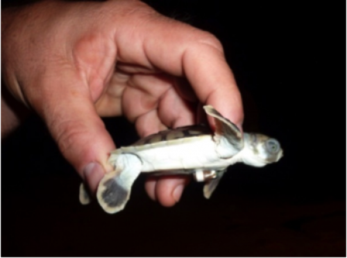 Blinded by the Light? Tracking Sea Turtle Hatchlings | Chuffed | Non ...